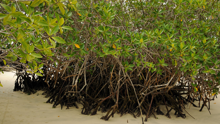 Germany supports protection of mangroves on Pacific islands