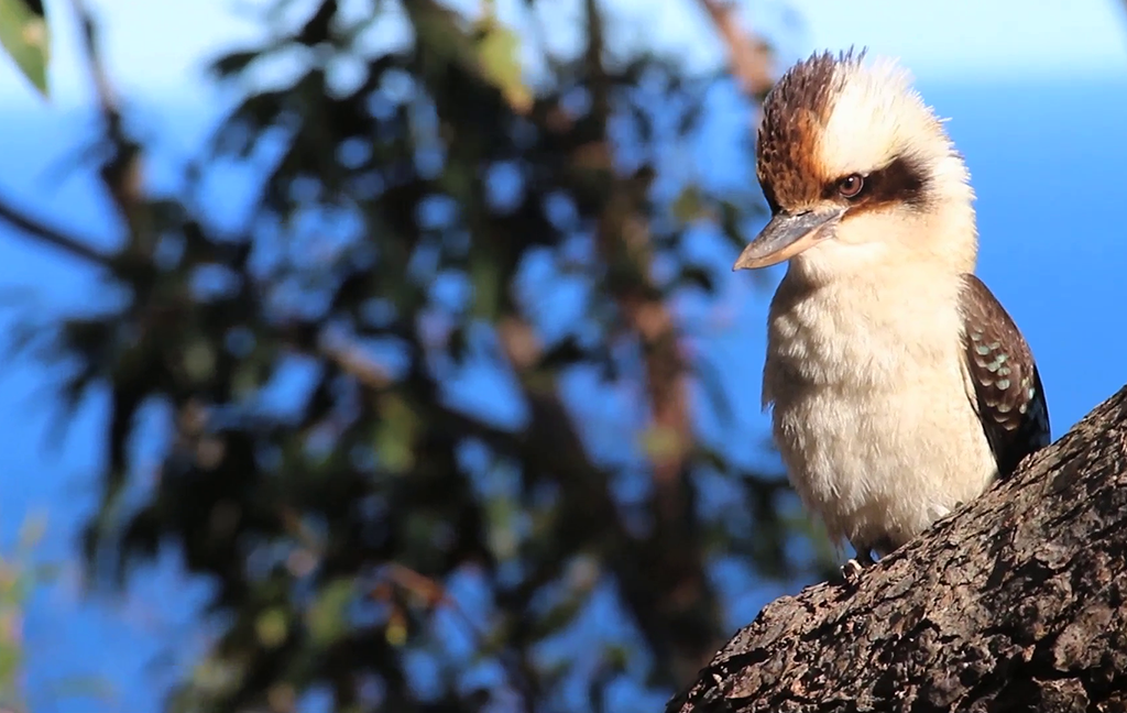 Periphery: 180 Seconds in Sydney