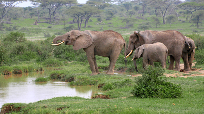 Fighting poaching together