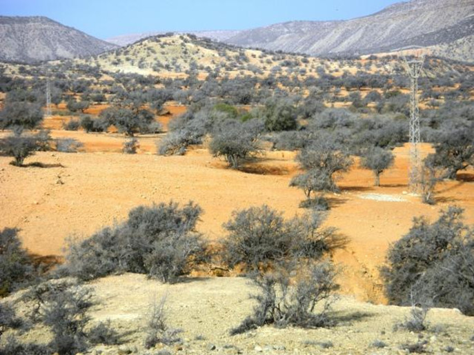 Preserving the Argan, Morocco