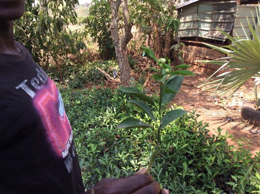 Tree planting project, Uganda