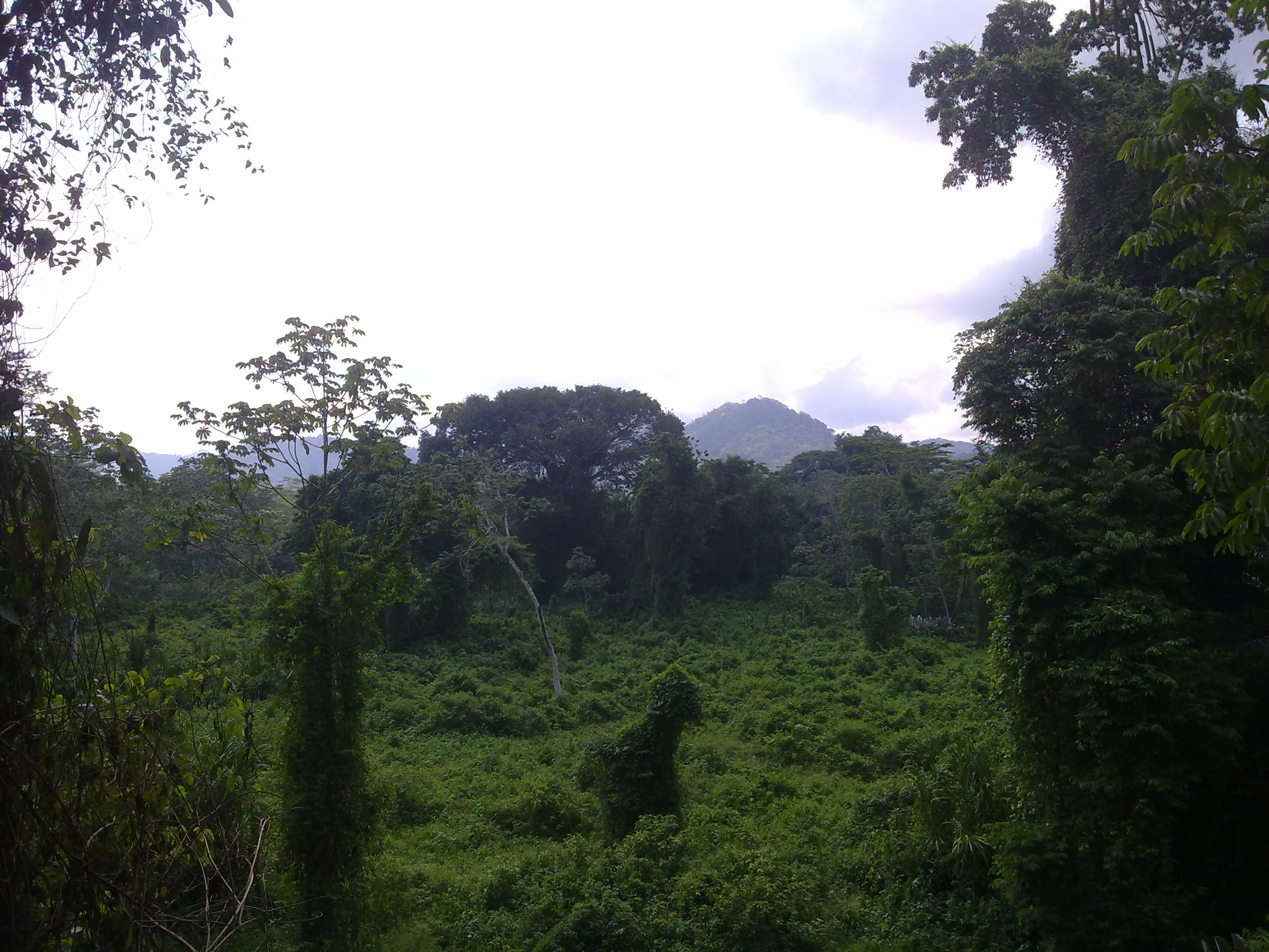 Maya Mountain North Forest Reserve, Belize