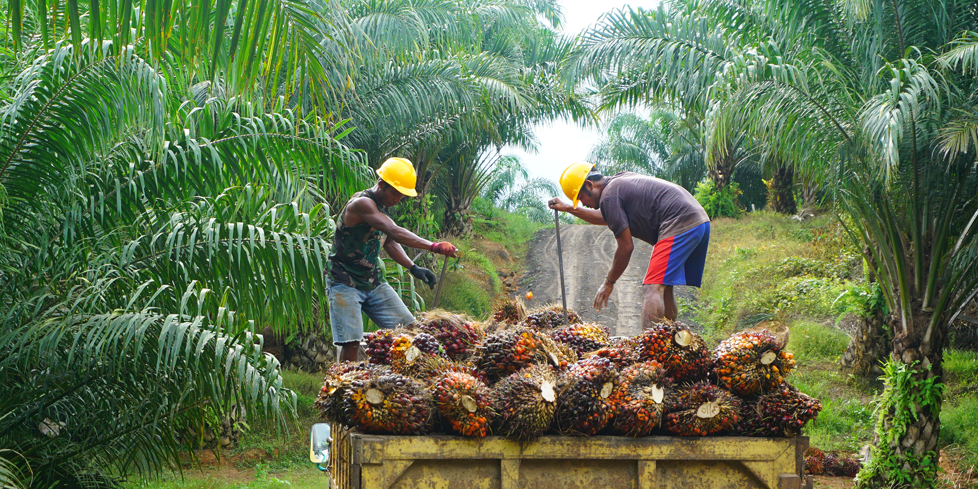 Sustainability: Paper from Palm Oil Production Residues