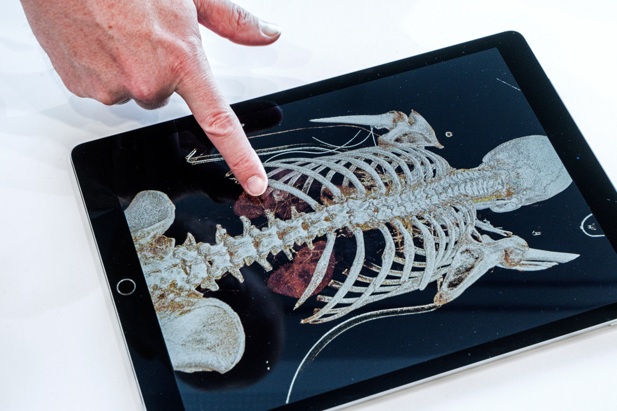 German Future Prize 2017: the nominees