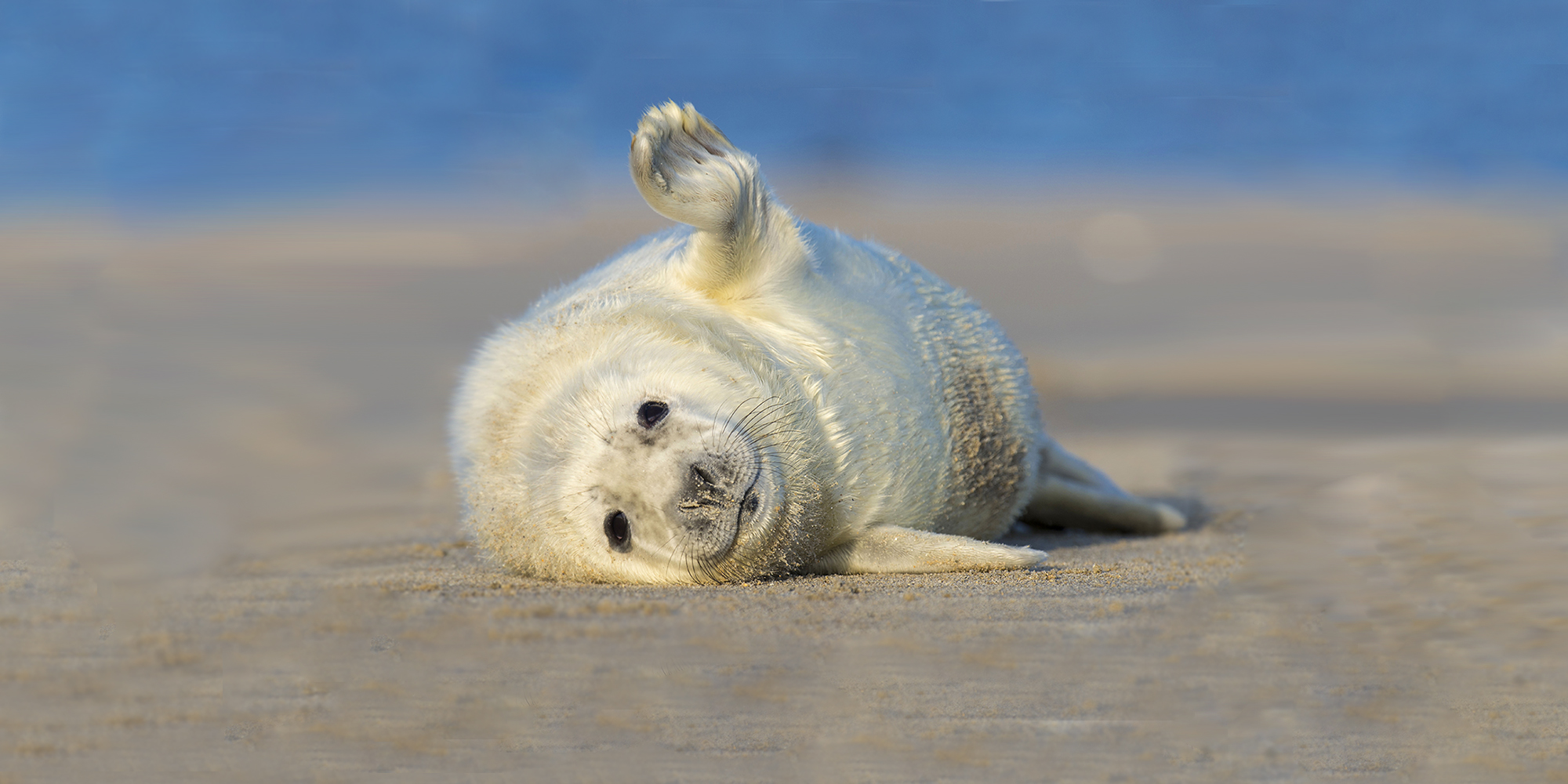 Fok balıkları, yarasalar ve göçmen kuşlar için Avrupa’da türlerin korunması
