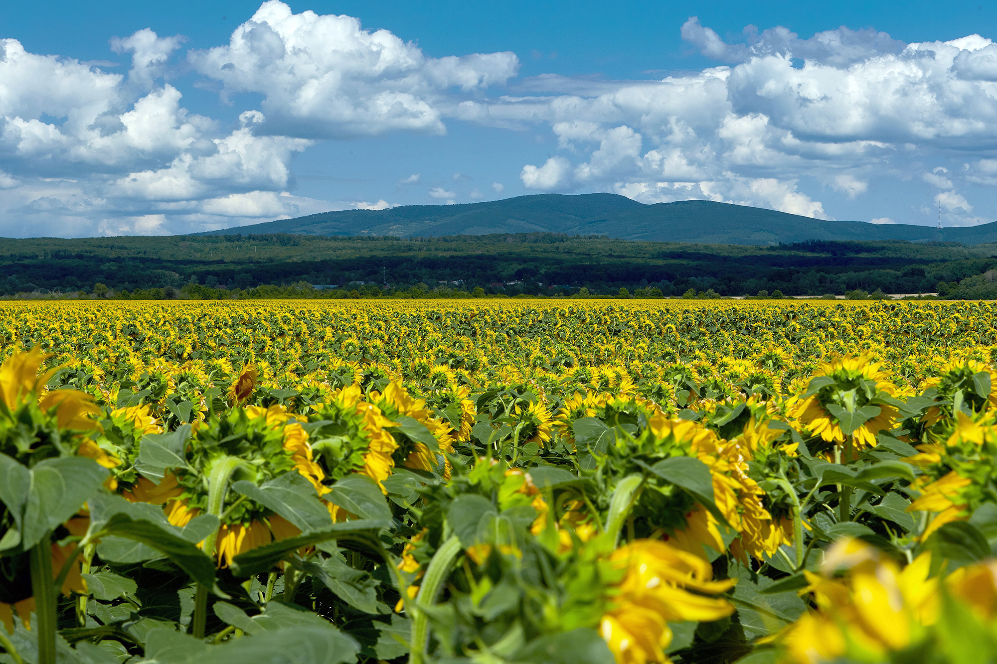 Agricultural co-operation projects