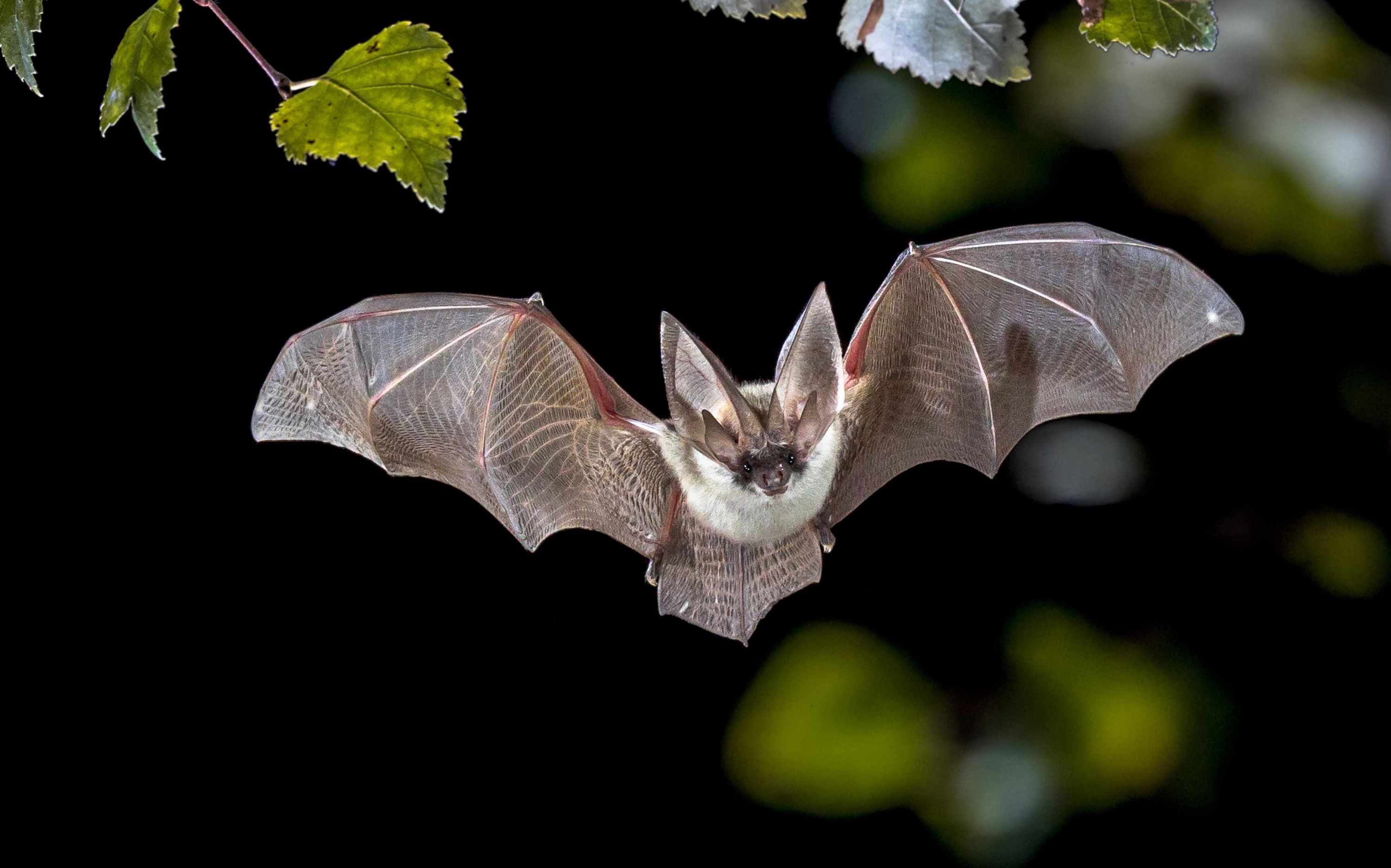Bats in Germany: Protection and research