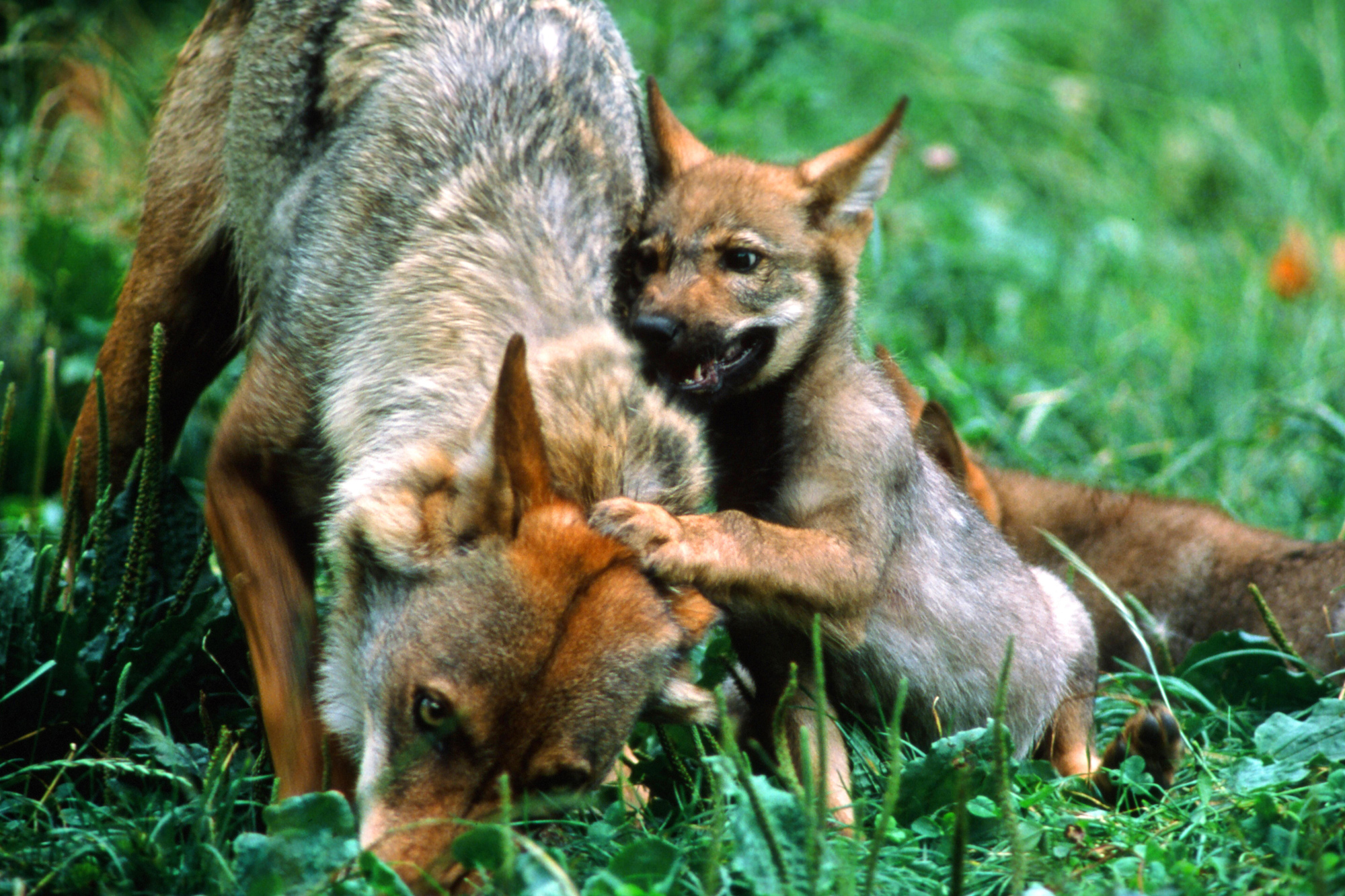 Species protection: wolf, lynx and elk are returning to Germany