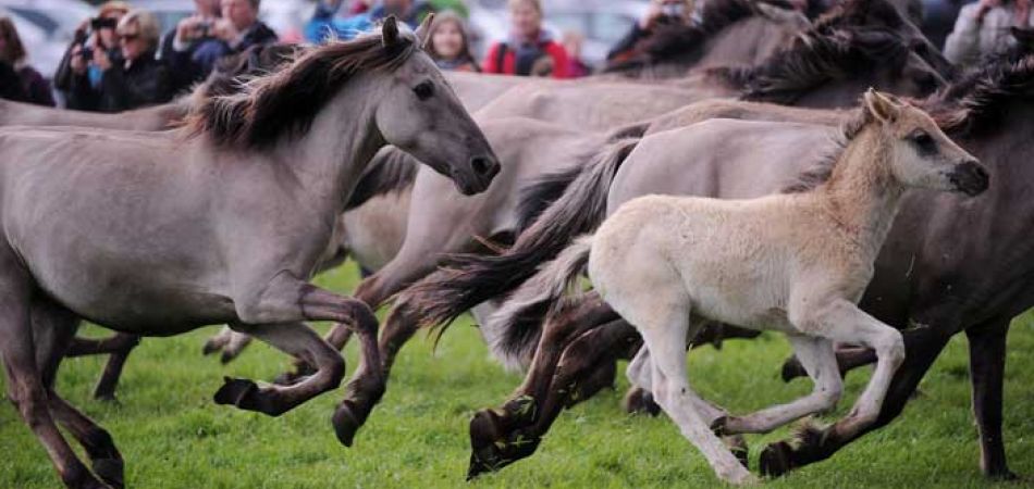 Die Wildpferde aus Dülmen