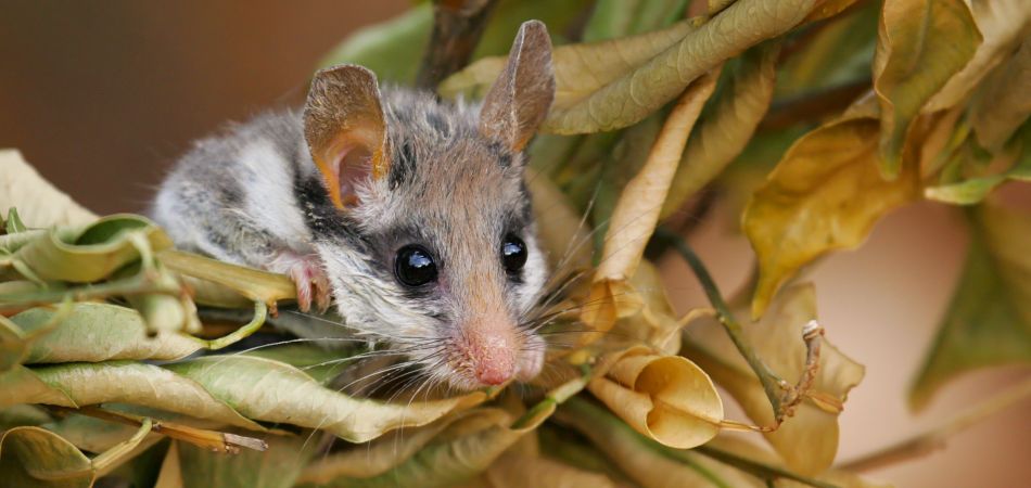 Conservación de especies en Alemania | Tres proyectos