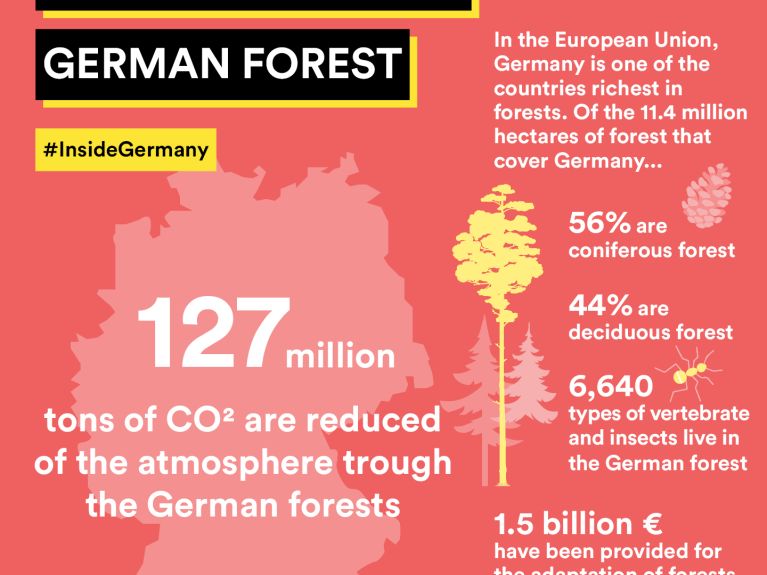 The future of the german forest
